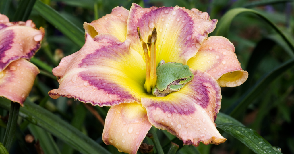 Wild Pride: All About Amphibians (And Reptiles, Too) – Twin Cities Pride